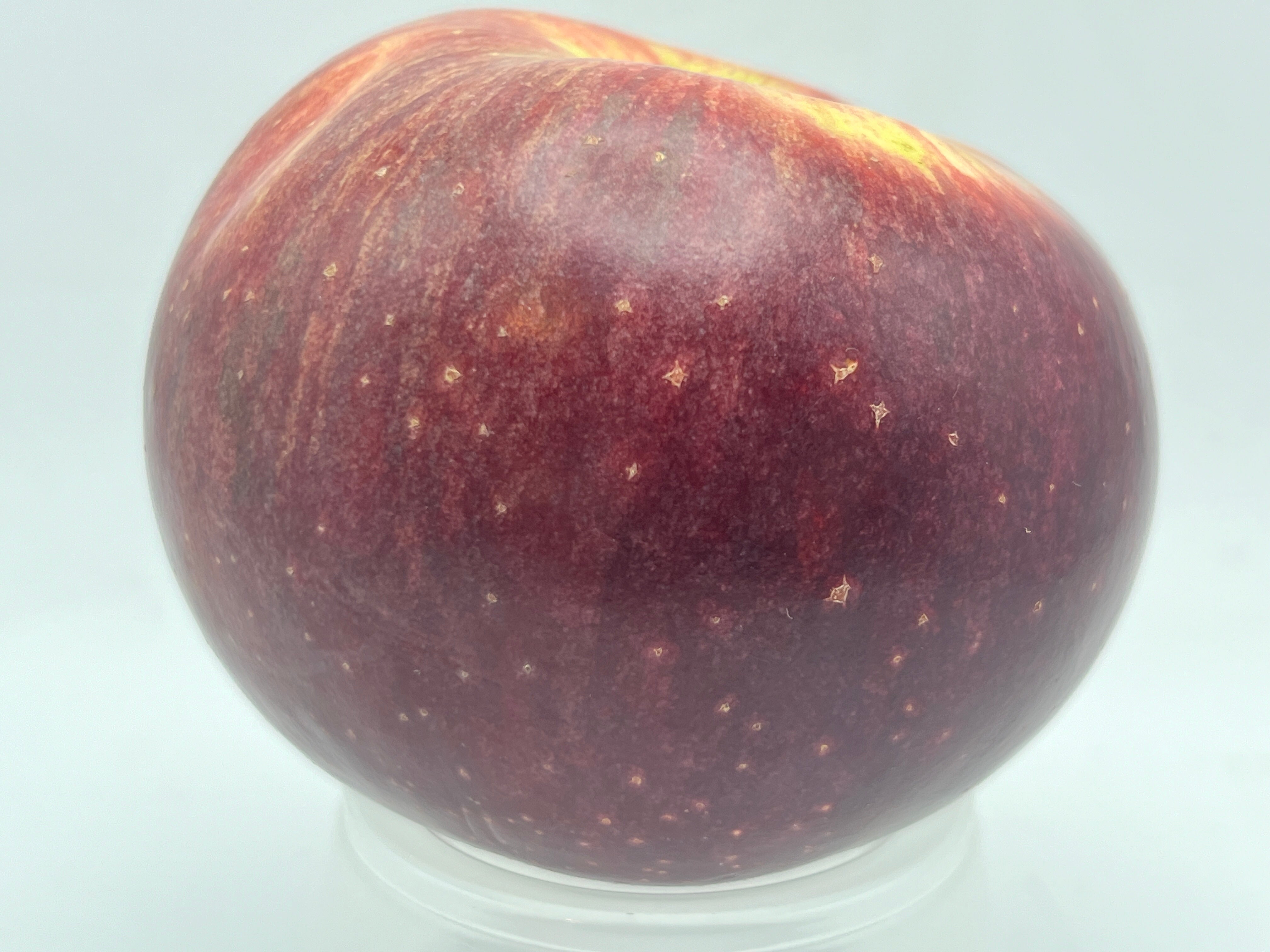 Macoun Apples – 1913 Kickapoo Orchard