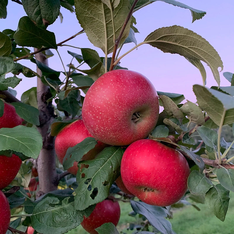 Crimson Crisp Apples – 1913 Kickapoo Orchard